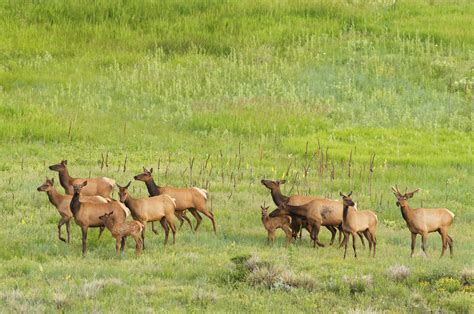 Herd Of Elk At Rocky Flats National Wildlife Refuge