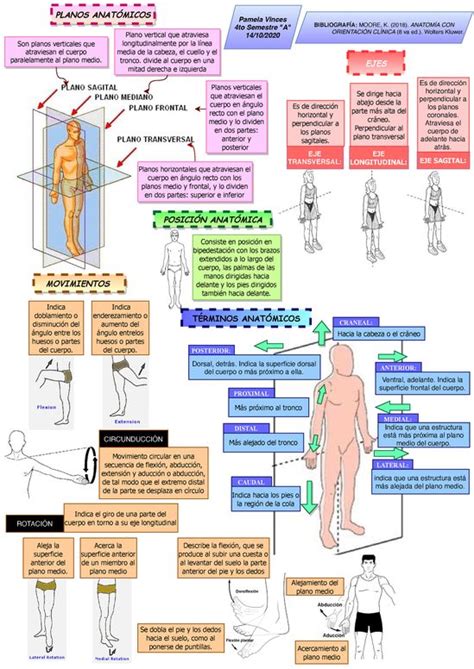 en esta imagen se muestran las tres capas germinativas ectodermo
