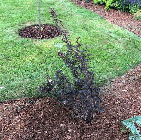 Tiny Wine Ninebark A Tree Garden