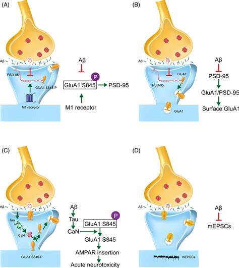 Alzheimers Related Modulation Of Glua1 And Consequent Pathology A M1