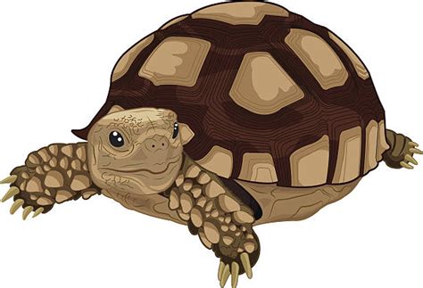 Best Turtle Shell Illustrations Royalty Free Vector Graphics And Clip