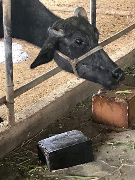 Cattle Feed Blocks At Alma Jones Blog