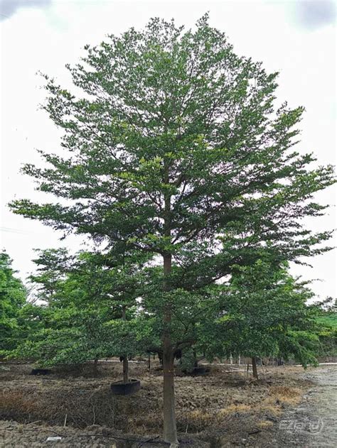 小叶榄仁 花瓣网