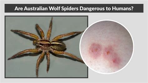Australian Wolf Spider Size Species Bites And Facts