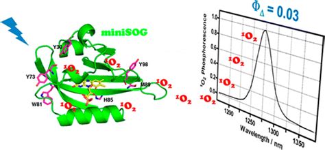 Singlet Oxygen Generation By The Genetically Encoded Tag Minisog