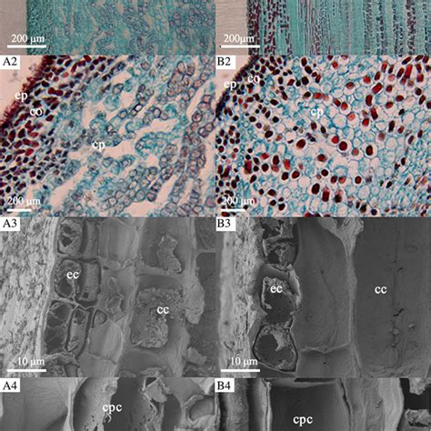 Anatomical Characteristics Of Young Pear Stem Cross Section Of