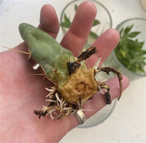 Tbm Reacted Well To Root Soak 🤙 Rsanpedrocactus
