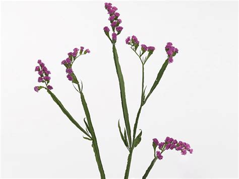 Limonium Sinuatum Crystal Cerise