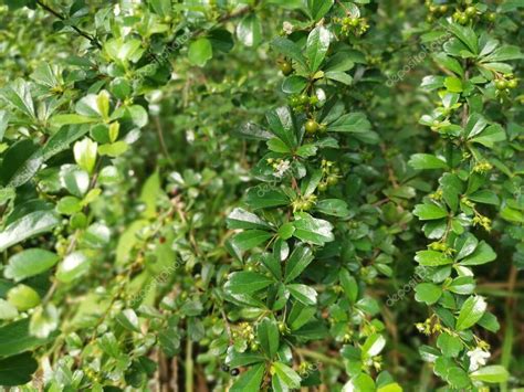 Murraya Paniculata Arbustiva Planta Que Crece En La Naturaleza 2024