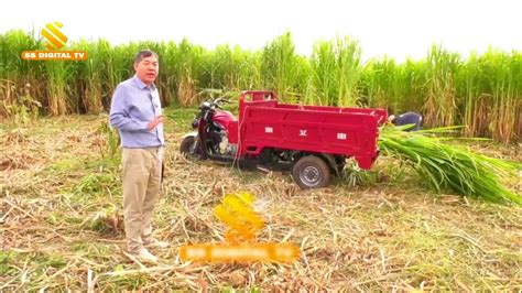 Juncao Grass Technology In Kenya Youtube