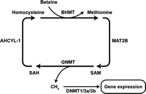 Schematic Diagram Of Methionine Cycle Download Scientific Diagram