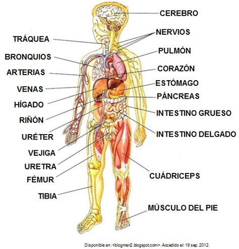 Cuerpo Humano Interior Cuerpo Humano Imagenes Interior Del Cuerpo