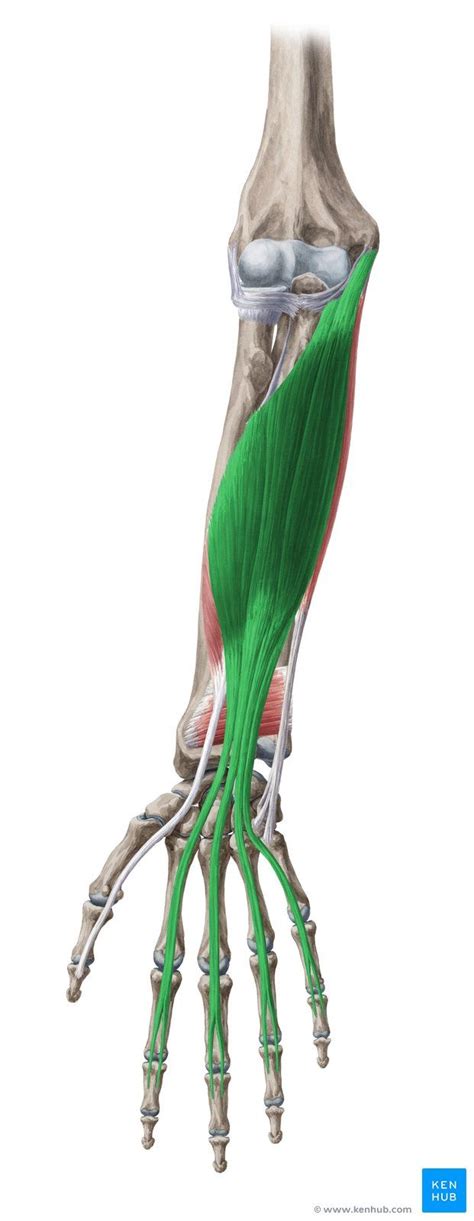 Flexor Digitorum Muscle
