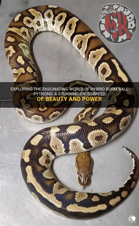 Exploring The Fascinating World Of Hybrid Burm Ball Pythons A Stunning