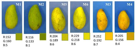 Neural Network Training In Scilab For Classifying Mango Manera