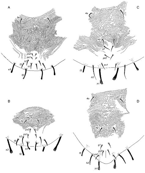 Sexstage Determination Flat Mites Of The World