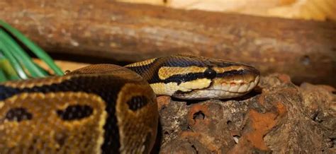 11 Signs Of A Dying Ball Python Causes And Prevention