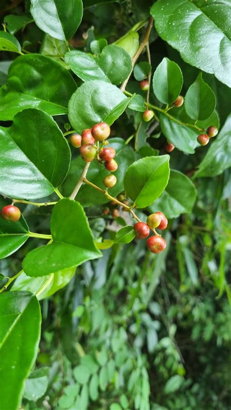 Celastrus Paniculatus Subsp Aggregatus Eflora Of India