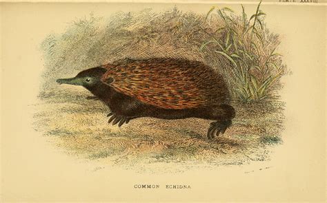 דורבן קיפוד Flickr