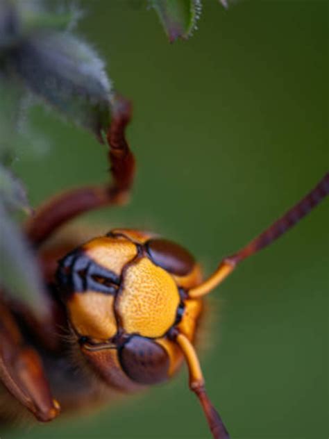 10 Deadliest Insects In The World Times Of India