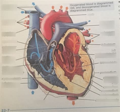 Bio Chp 22 Heart Diagram Diagram Quizlet
