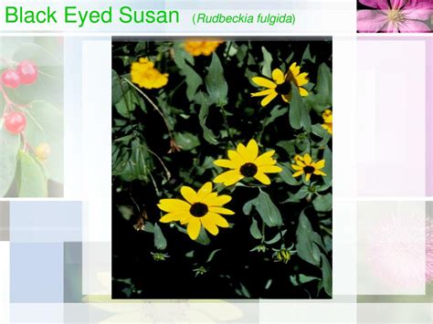 Ppt Creating A Backyard Wildlife Habitat Powerpoint Presentation