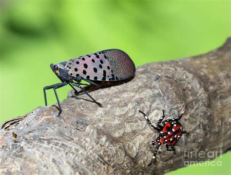 Adult Spotted Lanternfly And Nymph Photograph By Stephen Ausmus Us Department Of Agriculture