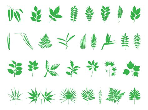 Fern Vector At Collection Of Fern Vector Free For