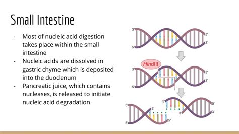 Ppt Digestion Of Nucleic Acids Powerpoint Presentation Free Download