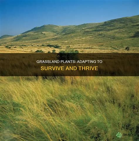 Grassland Plants Adapting To Survive And Thrive Shuncy