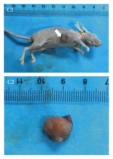 Antitumor Activity Of TET And Cap In MDA MB Mouse Xenografts Download Scientific Diagram