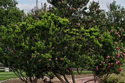 How To Bonsai A Desert Willow And How To Care For It