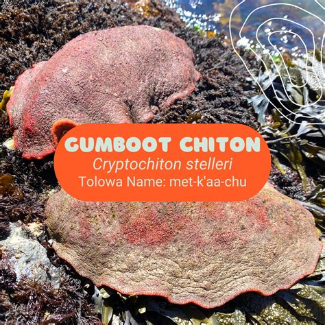 Gumboot Chiton