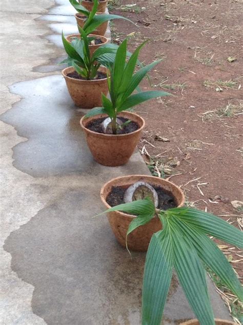 Large Biodegradable Pots For Trees Biodegradable And Compostable Pots