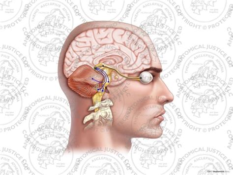 Female Left Visual Vestibular Integration Dysfunction