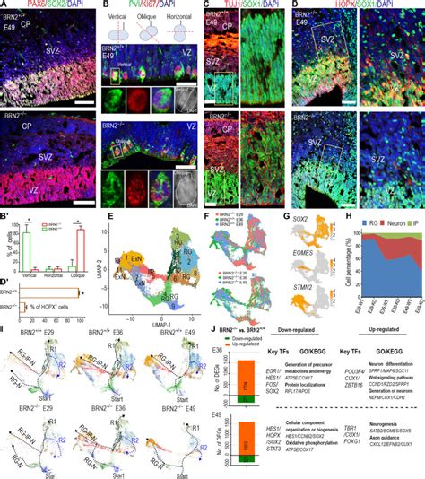 Brn2 As A Key Gene Drives The Early Primate Telencephalon Development Pmc