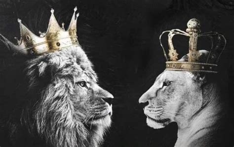Greavesy Lioness And Lion Queen And King Of The Jungle Framed Wall Art