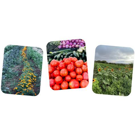 Okoa Farms The Inspiration Behind Paragenius