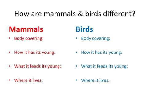 Is A Bird A Small Mammal At Michael Wing Blog