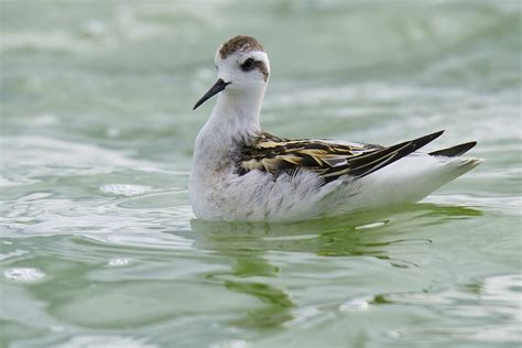 Red Necked Phalarope By Clive Daelman Birdguides