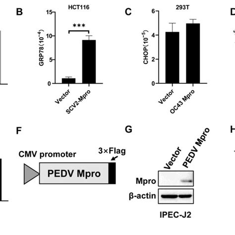 Sars Cov 2 Mpro Induced Lpcat3 Cleavage A Unexpected Lpcat3