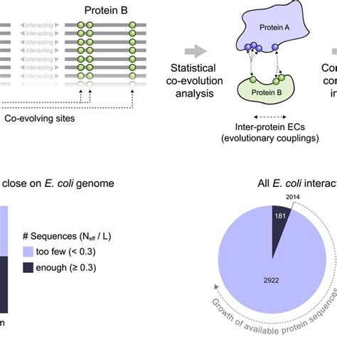 Co Evolution Of Residues Across Protein Complexes From The Evolutionary Download Scientific