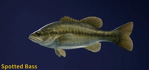 Spotted Bass Fish Species Cotw The Angler Wiki