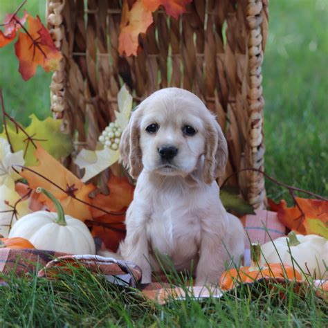 Ginger Aca Cocker Spaniel Vip Puppies
