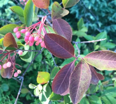 Wild Raisin Viburnum Cassinoides Witherod Viburnum Native Ornam