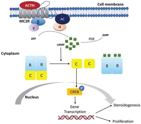 Adrenal Cortex Hormone Synthesis Pathway