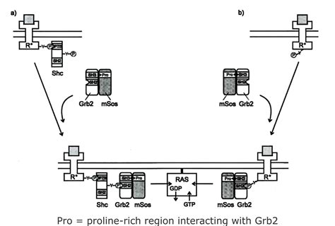Ras Raf Dan Jalur Sinyal Map Kinase Kedokteran Caiherang