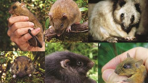 28 New Unique Species Of Mammal Discovered In The Philippines Iflscience