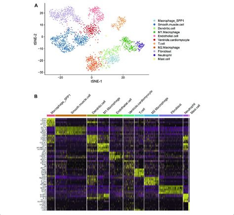 Classification And Molecular Characterization Of The Cell Types In