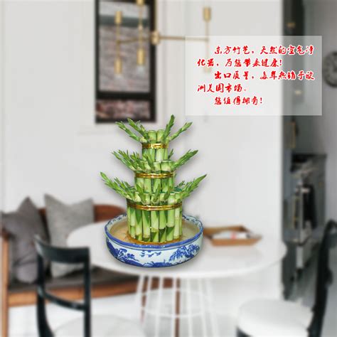 水养文昌竹图片水培文竹文昌竹和富贵竹一样吗第4页大山谷图库